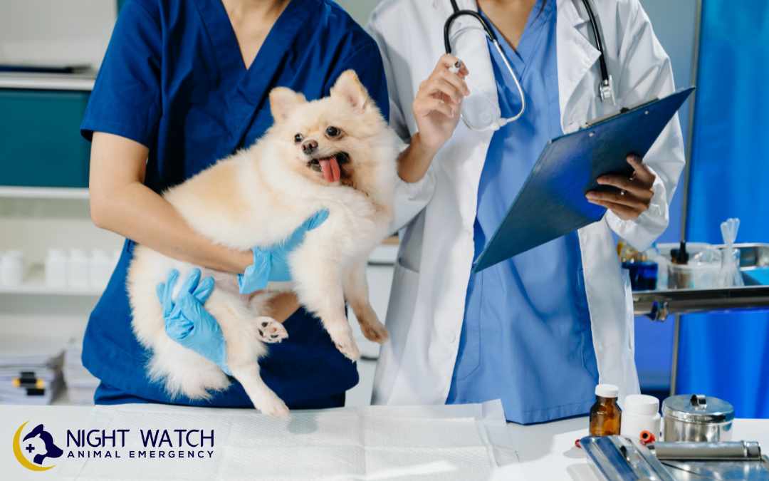 What Happens Inside a Veterinary Diagnostic Lab - and When Your Pet ...